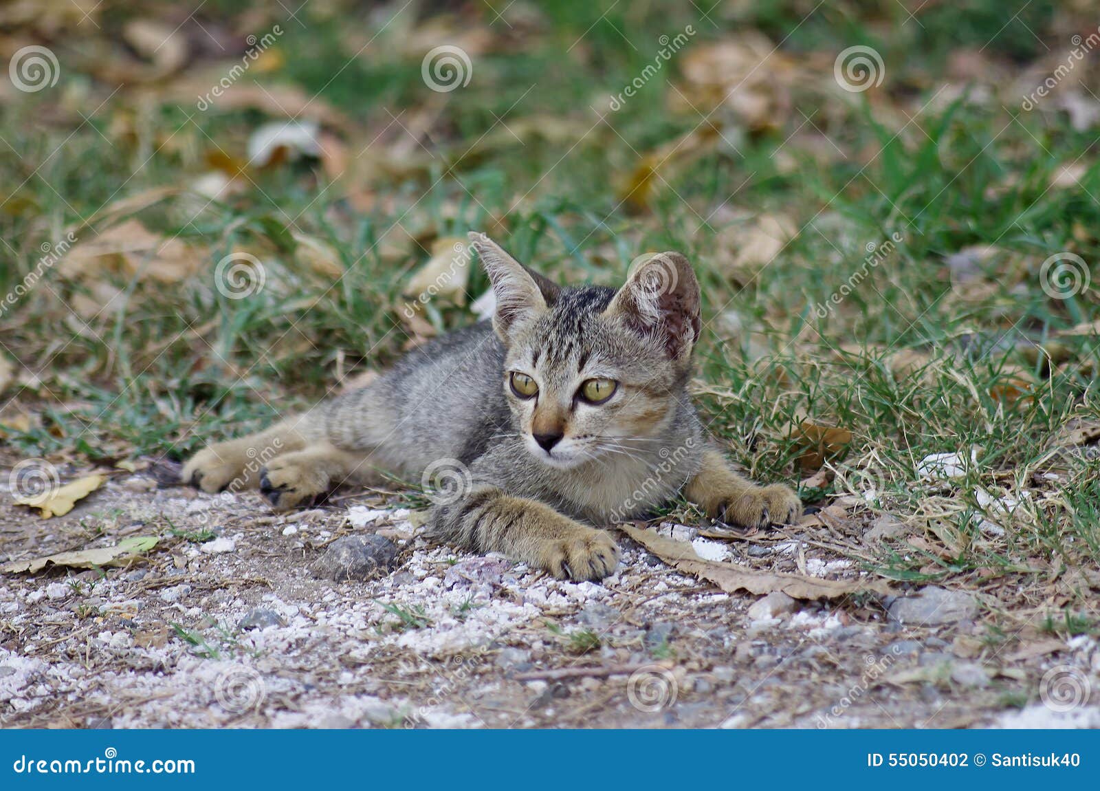 Tomcat stock photo. Image of tomcat, wild, mammals, adorable - 55050402