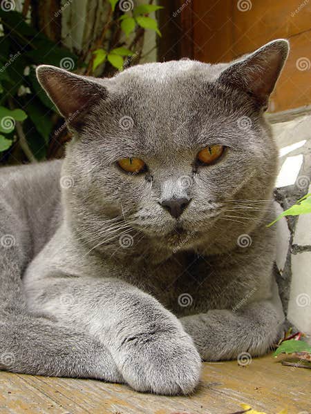 Tomcat portrait stock image. Image of kitten, outdoor - 1090245