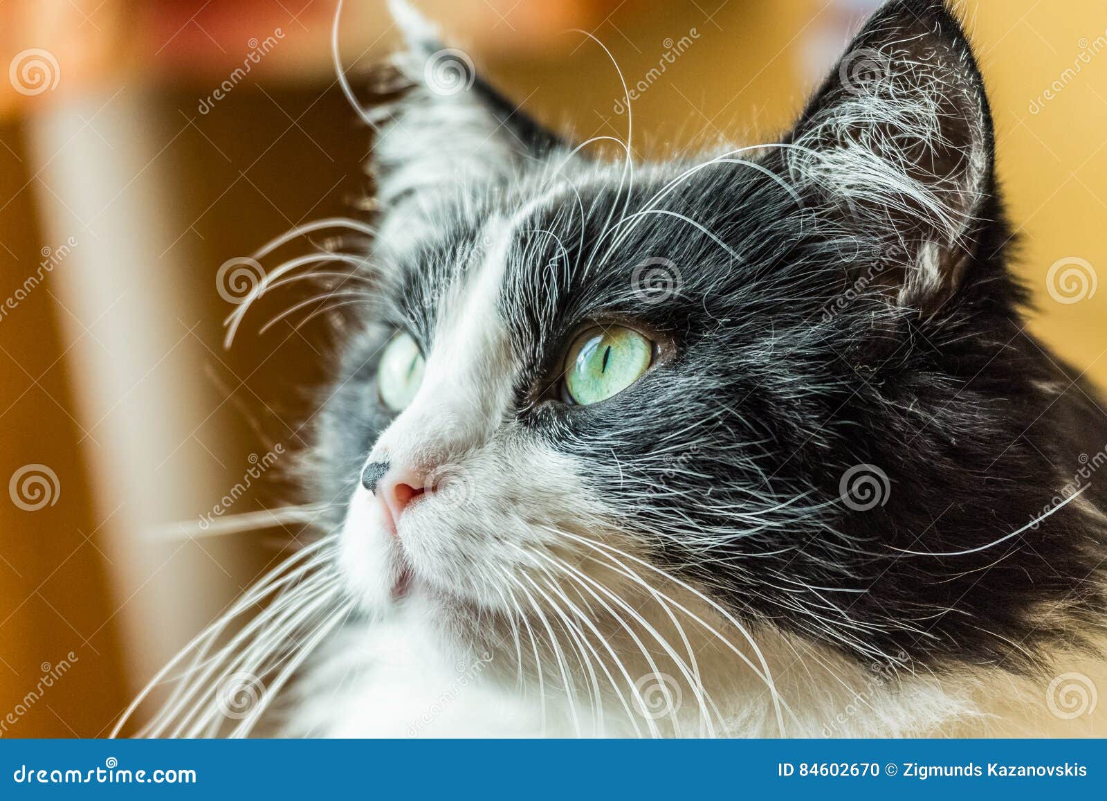 Tomcat portrait stock photo. Image of white, blur, tomcat - 84602670