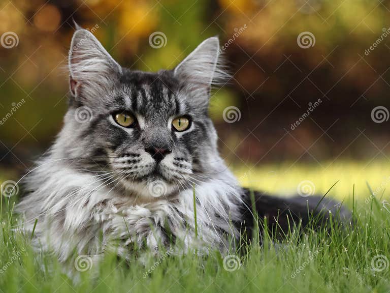 Tomcat resting on grass stock image. Image of brindled - 41376219