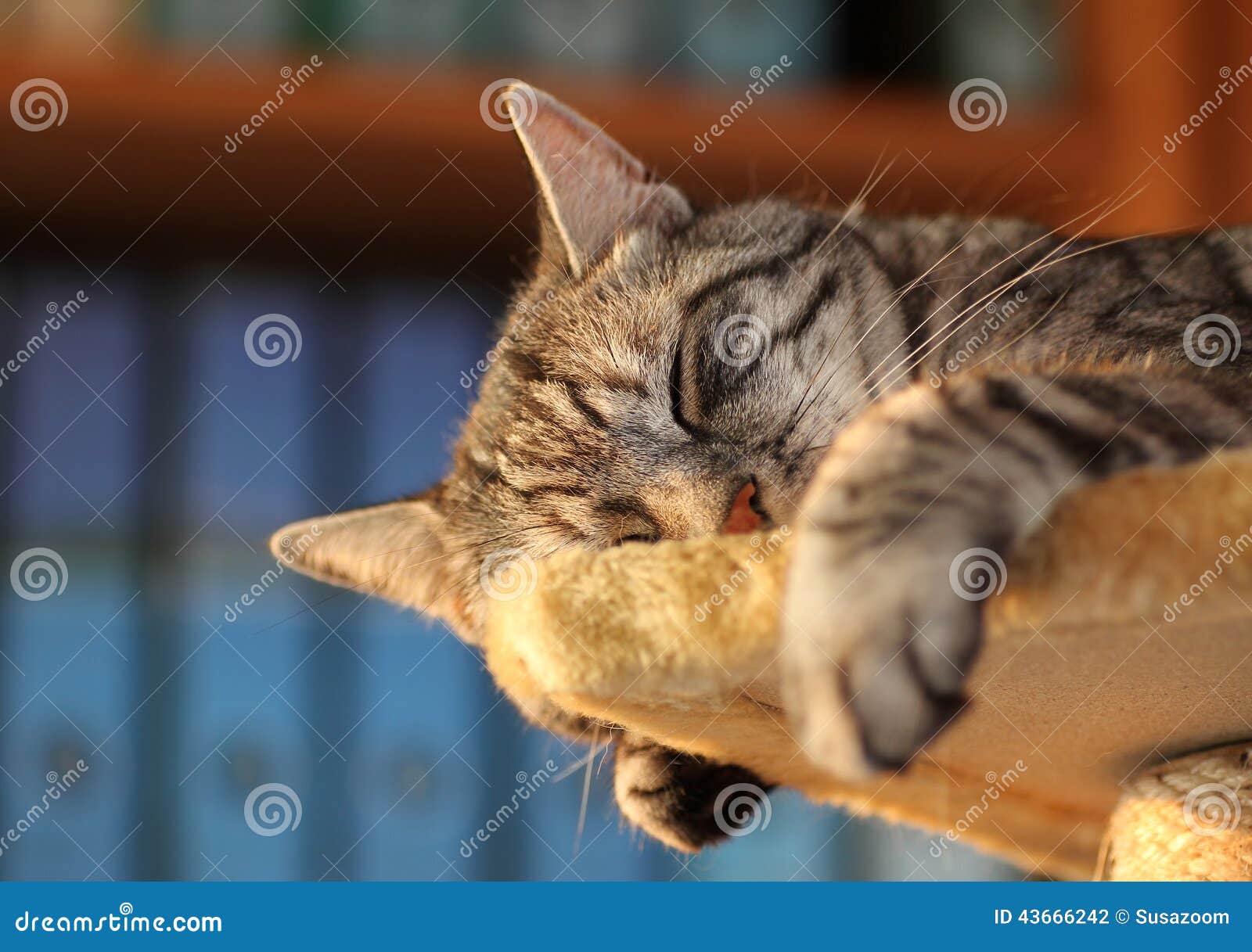 Tomcat, Resting in the Office Stock Photo - Image of sleep, tired: 43666242