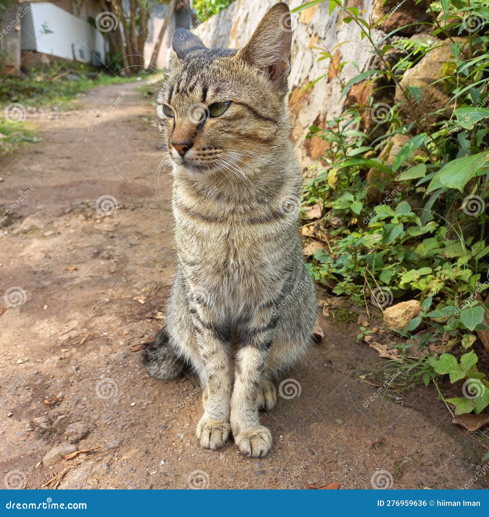A Tomcat Sitting on the Patio Walk Stock Photo - Image of animals, walk ...