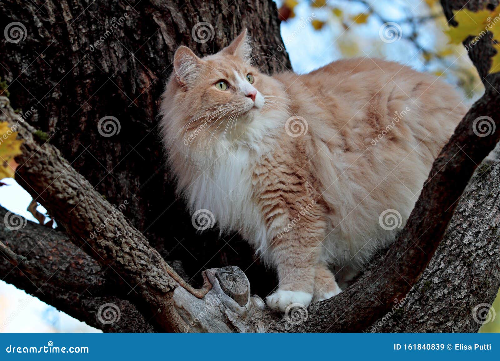 A Tomcat Standing on a Maple Tree Branch Stock Image - Image of ...
