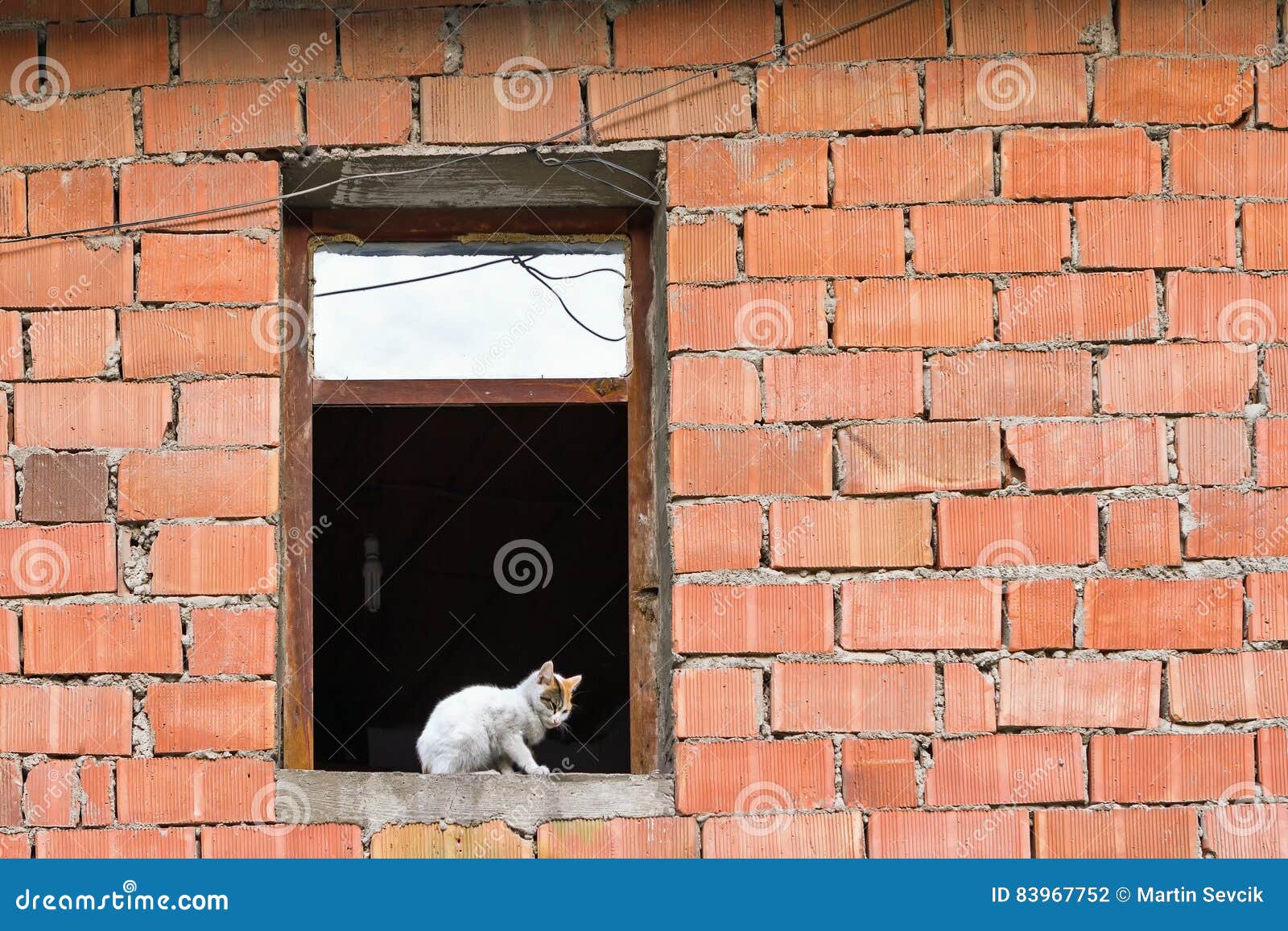 Tomcat in the Window of the Building from Facework Facework Stock Photo ...
