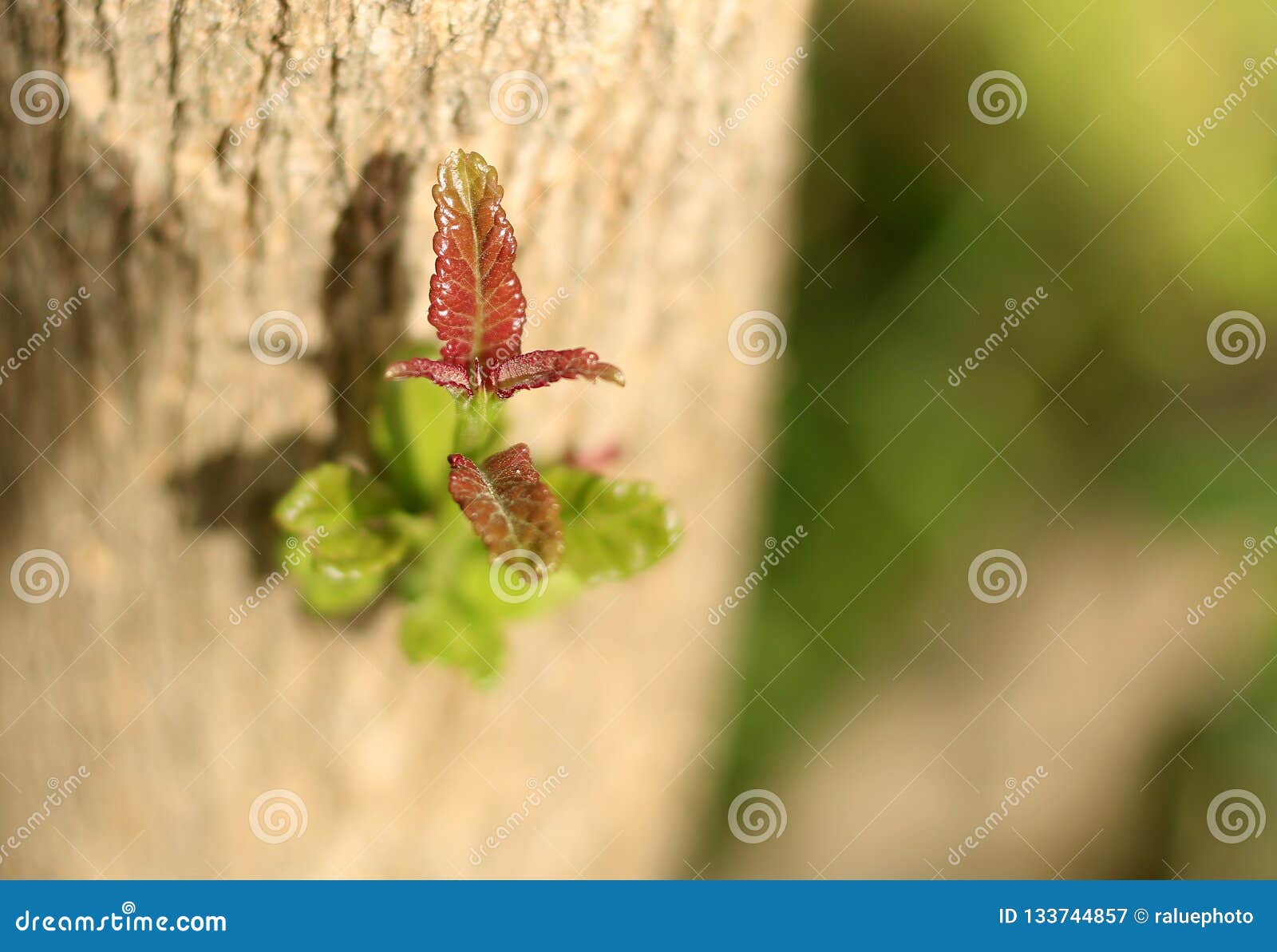 Tome Un Primer De La Hoja Con Un Fondo Hermoso Imagen de archivo ... Tome Un Primer De La Hoja Con Un Fondo Hermoso Imagen de archivo ...