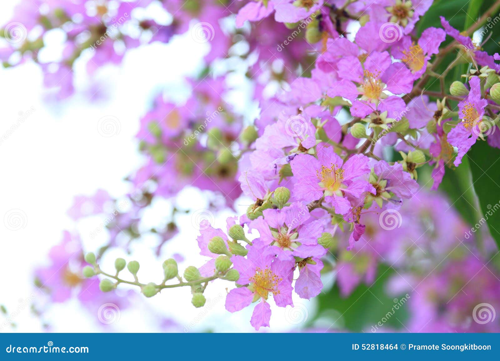 Tomentosa Presl Do Lagerstroemia Foto de Stock - Imagem de florescer ...