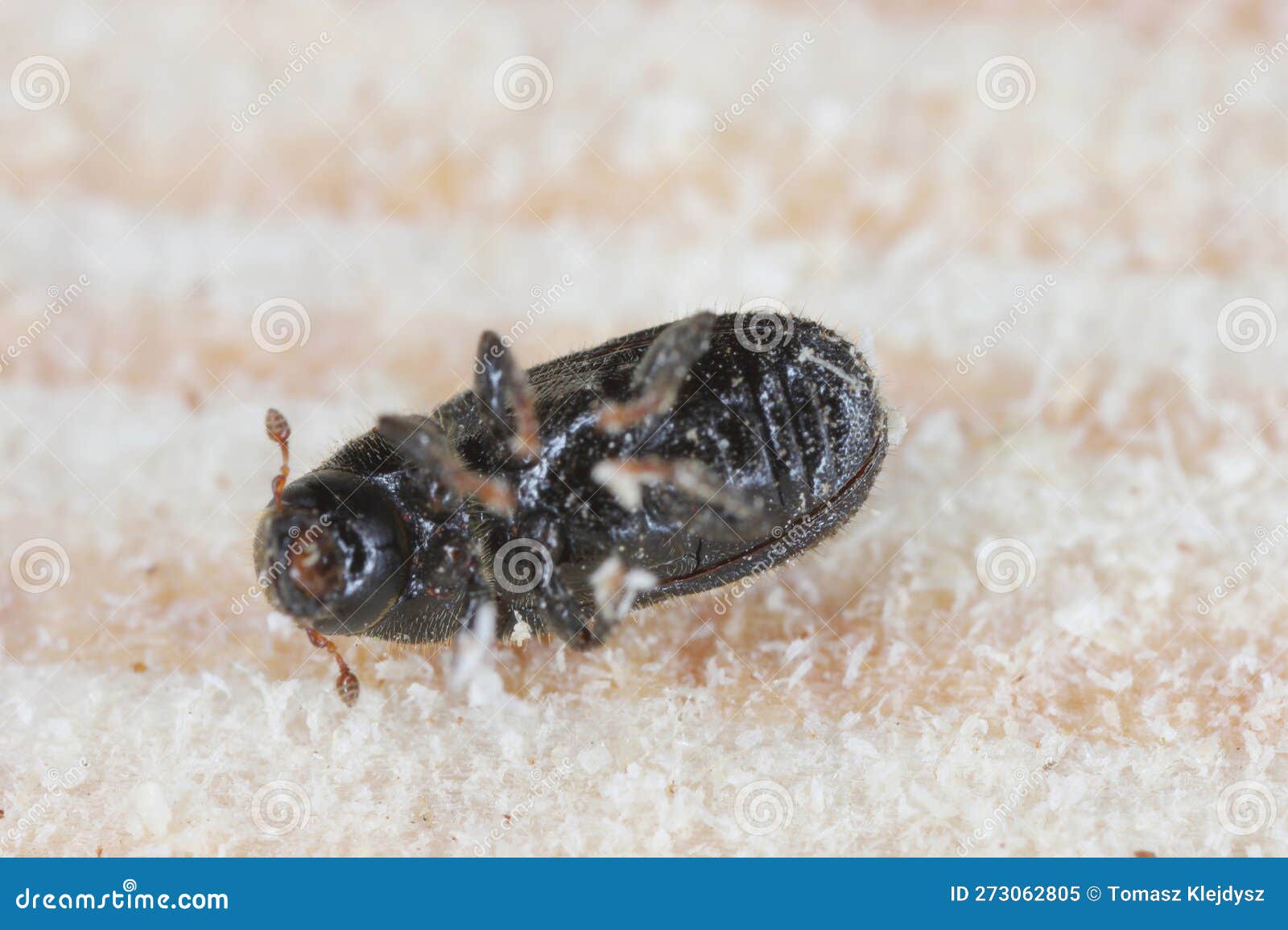 Tomicus Piniperda (common Pine Shoot Beetle). the Bark Beetle Which is ...