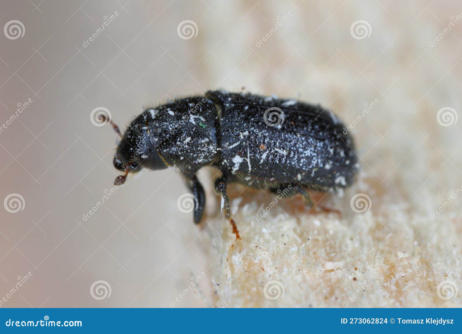 Tomicus Piniperda (common Pine Shoot Beetle). the Bark Beetle Which is ...