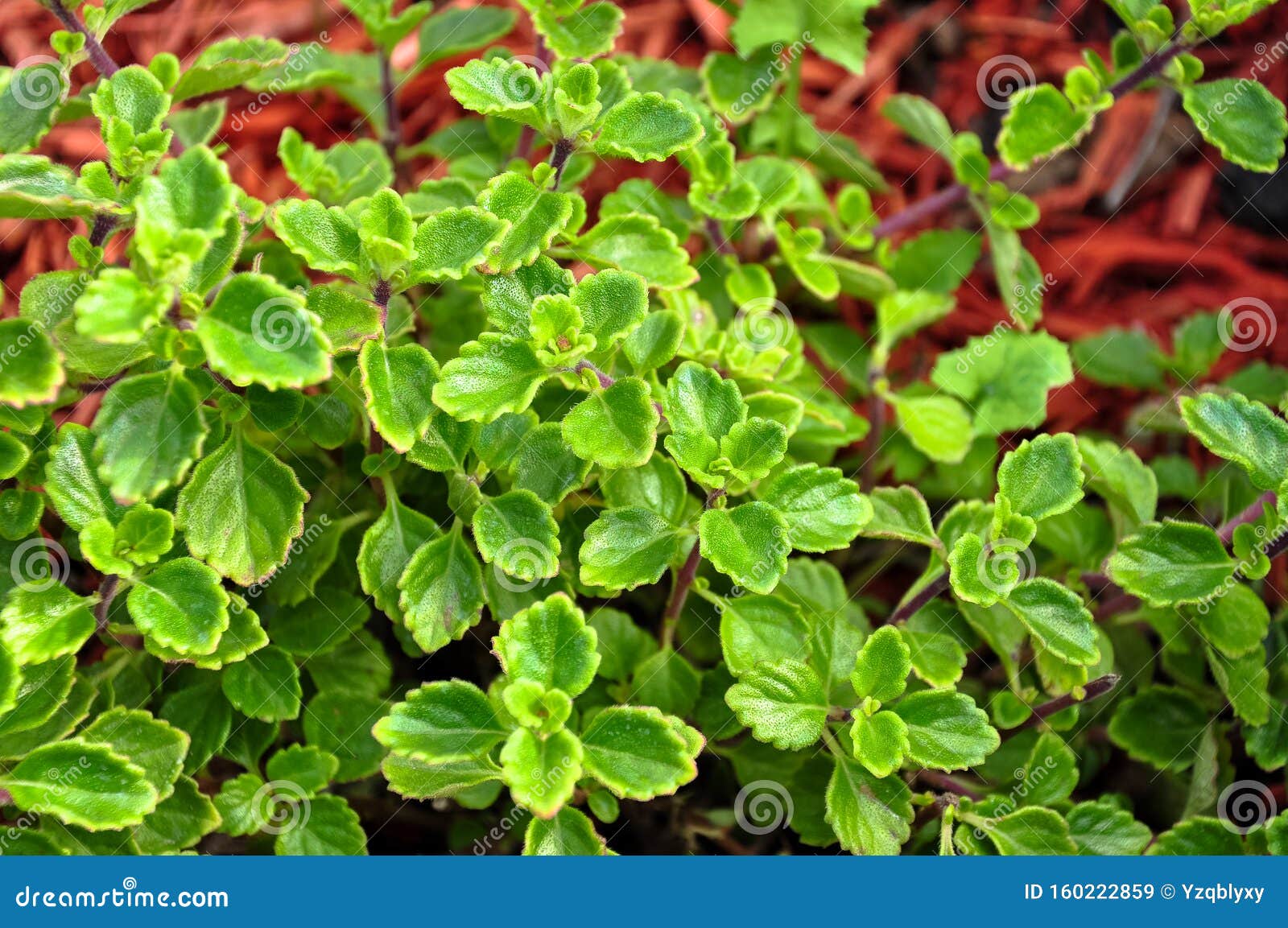 Tomillo Fotos De Stock - Descarga 90,868 Fotos Libres de Derechos