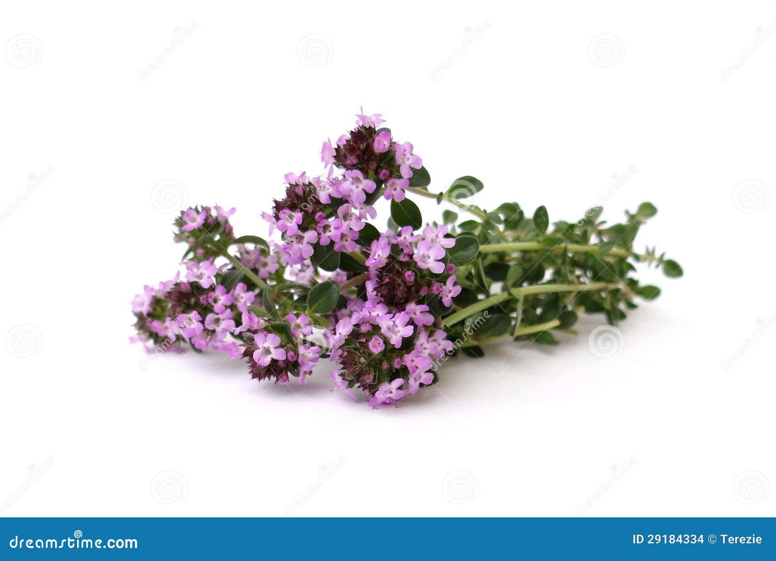 Tomillo foto de archivo. Imagen de fondo, medicina, planta - 29184334