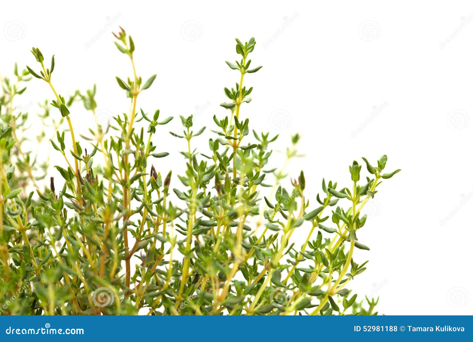 Tomillo foto de archivo. Imagen de aislado, tomillo, componente - 52981188