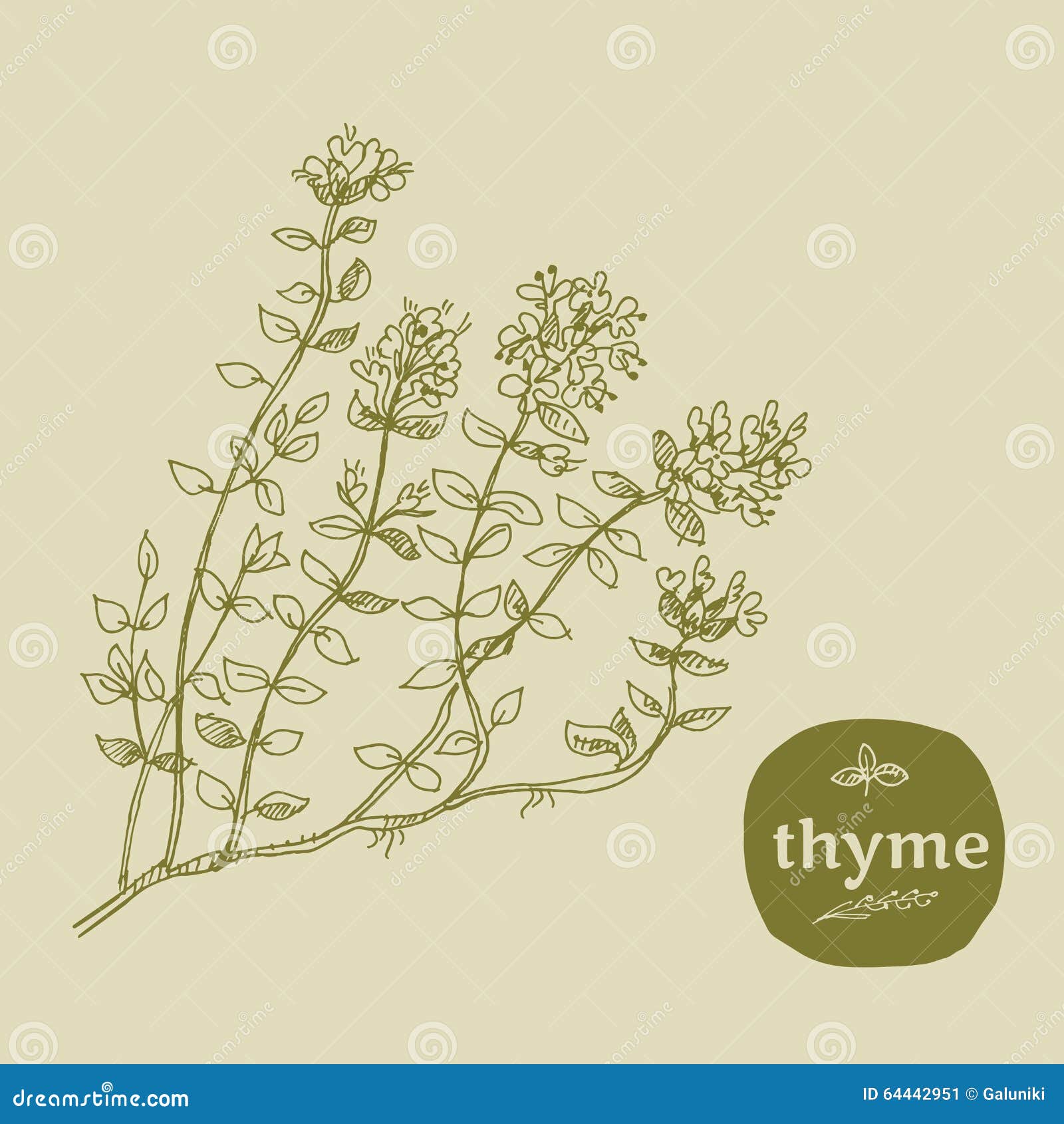 Tomillo ilustración del vector. Ilustración de cocina - 64442951