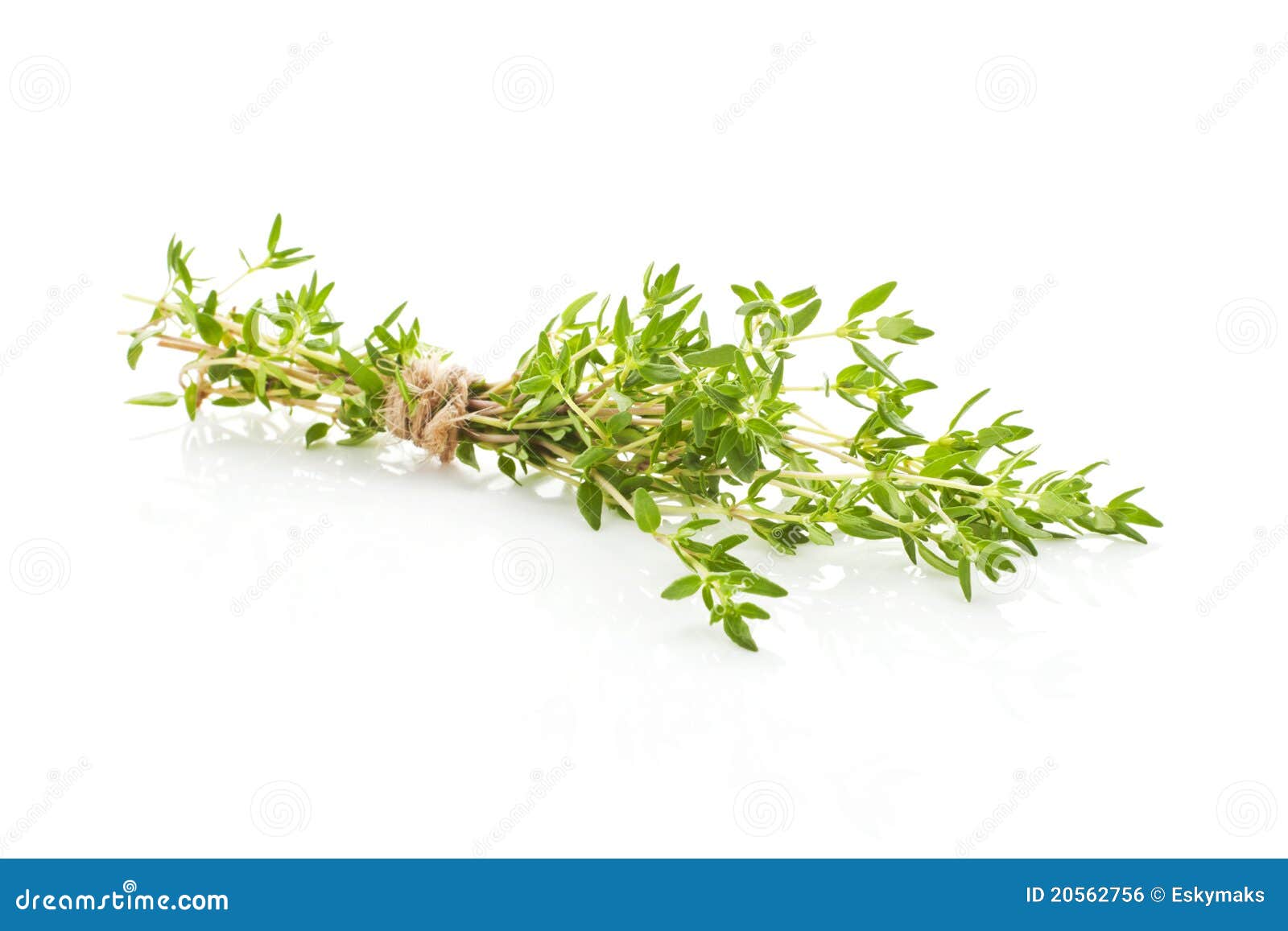 Tomillo aislado. foto de archivo. Imagen de travieso - 20562756