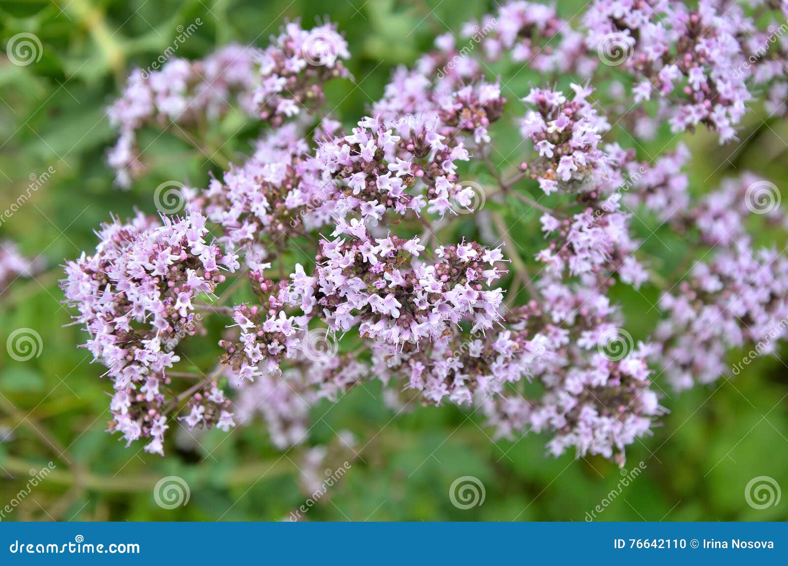 Tomillo Floreciente Y X28; Thymus& X29; Primer Del Arbusto Foto de ...