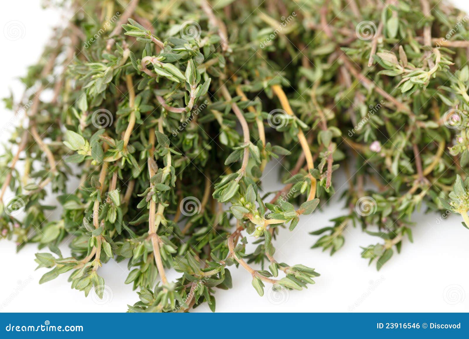Tomillo fresco foto de archivo. Imagen de cubo, salud - 23916546