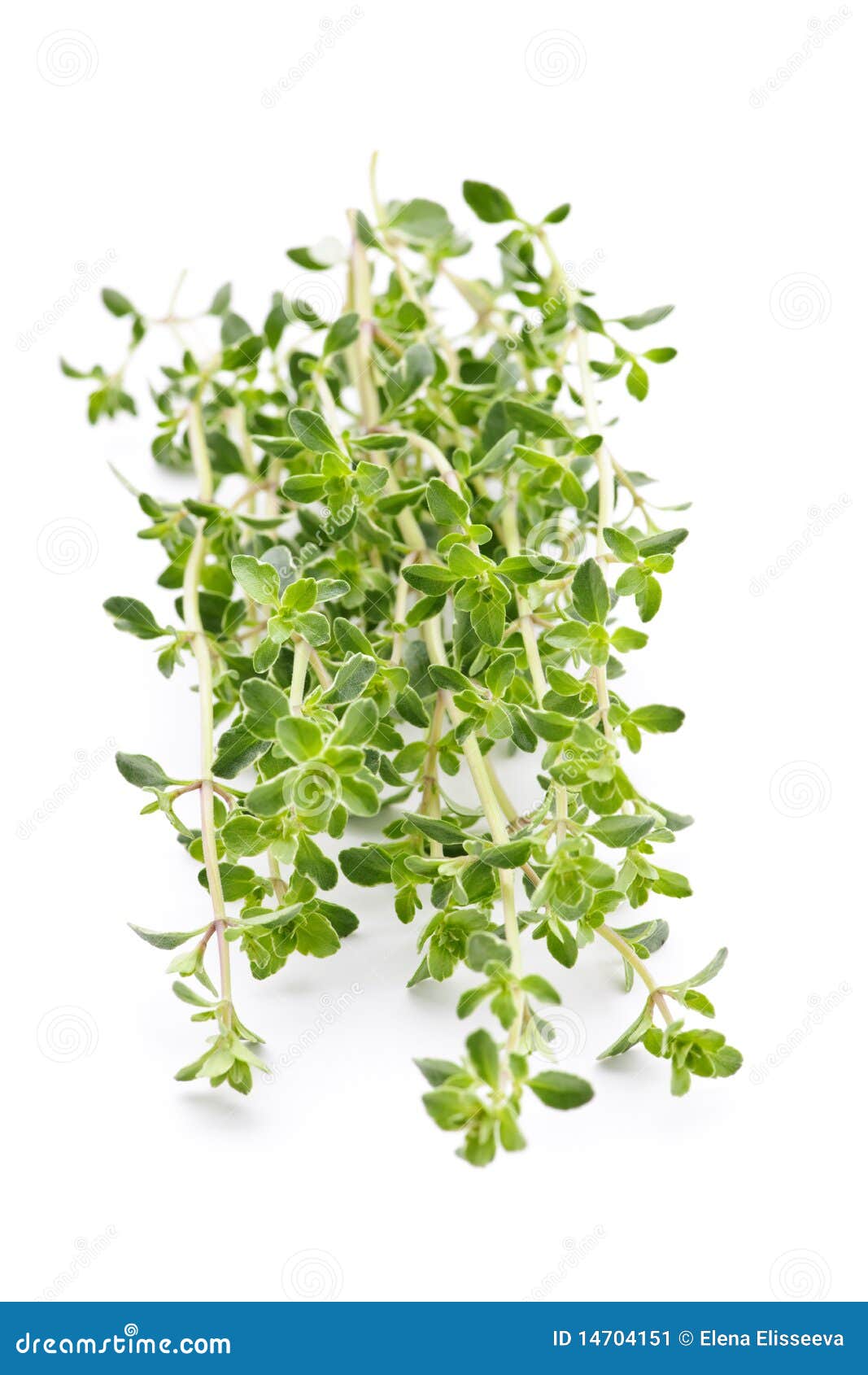 Tomillo Fresco En El Fondo Blanco Imagen de archivo - Imagen de adorne ...
