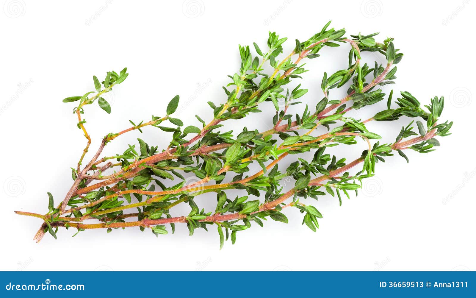 Tomillo Fresco En El Fondo Blanco Imagen de archivo - Imagen de fondo ...