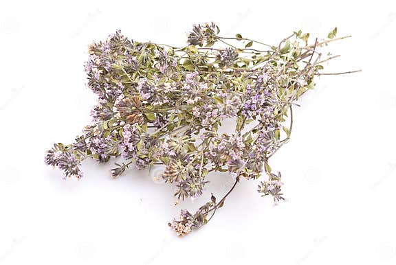 Tomillo seco imagen de archivo. Imagen de salud, cubo - 16628605