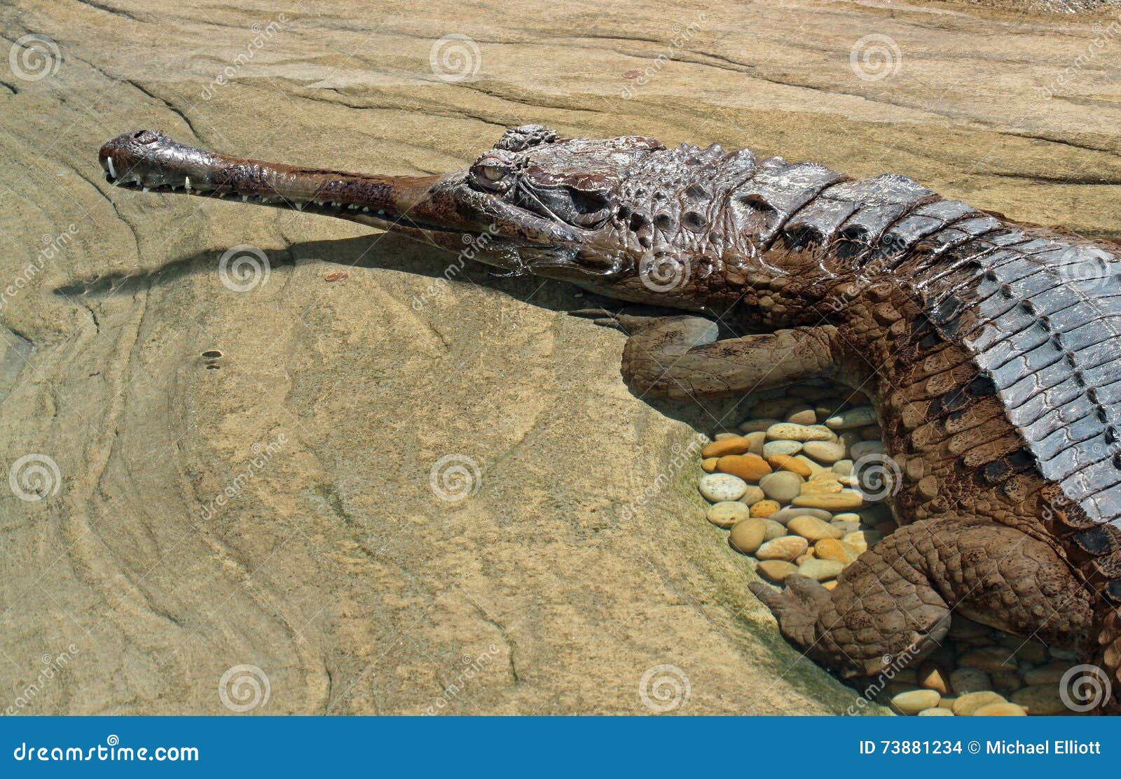 Tomistoma stock photo. Image of creature, closeup, close - 73881234
