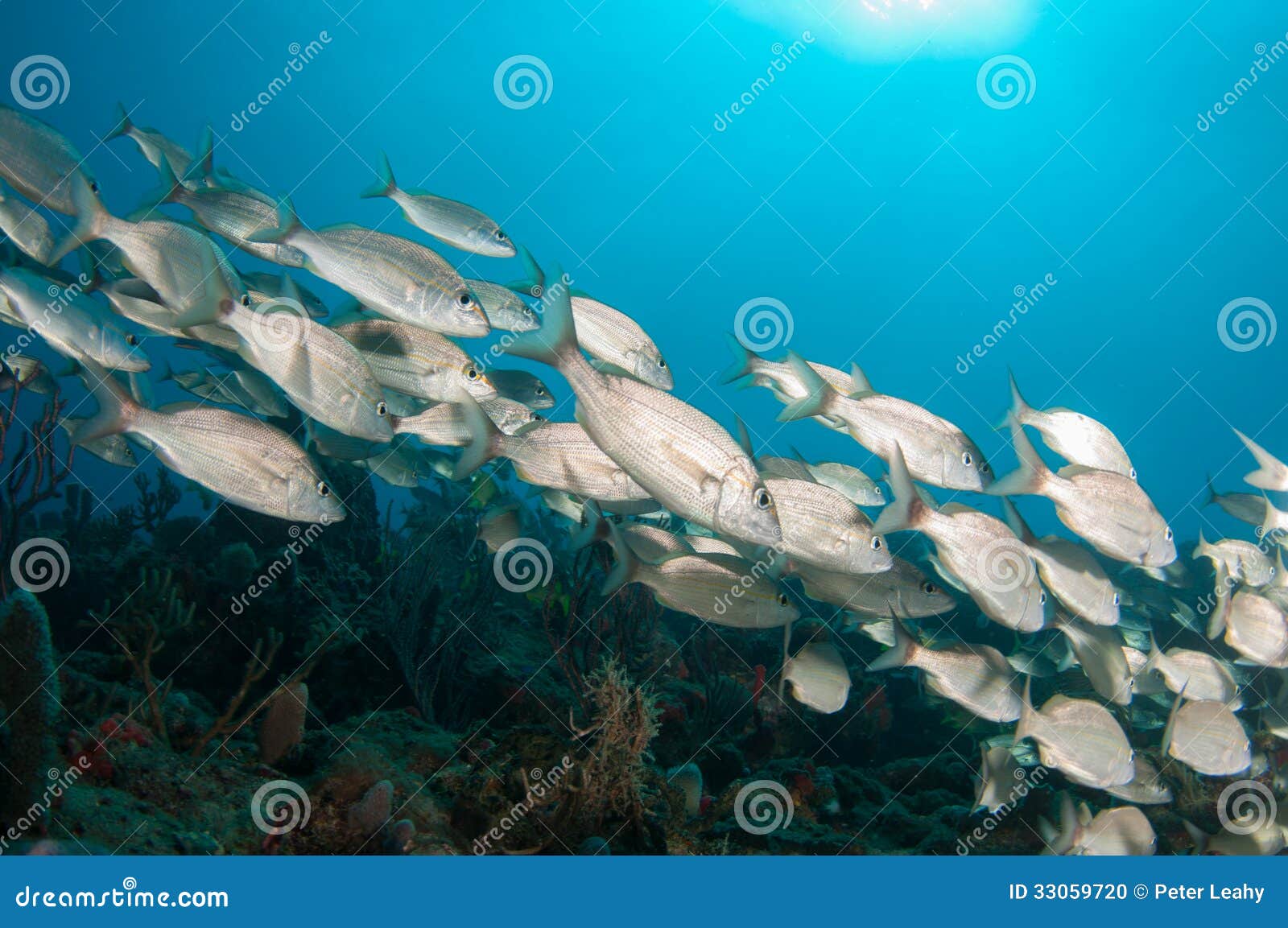 Tomtate Grunts on the Ledge of a Reef Stock Photo - Image of underwater ...