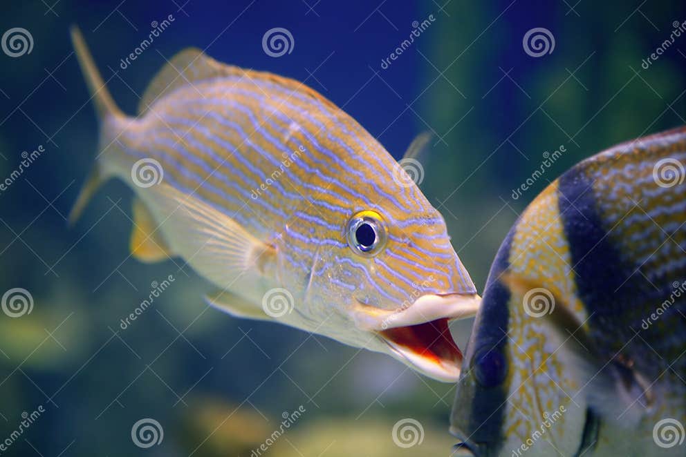 Tomtate tropical fish stock photo. Image of nature, diving - 12222080