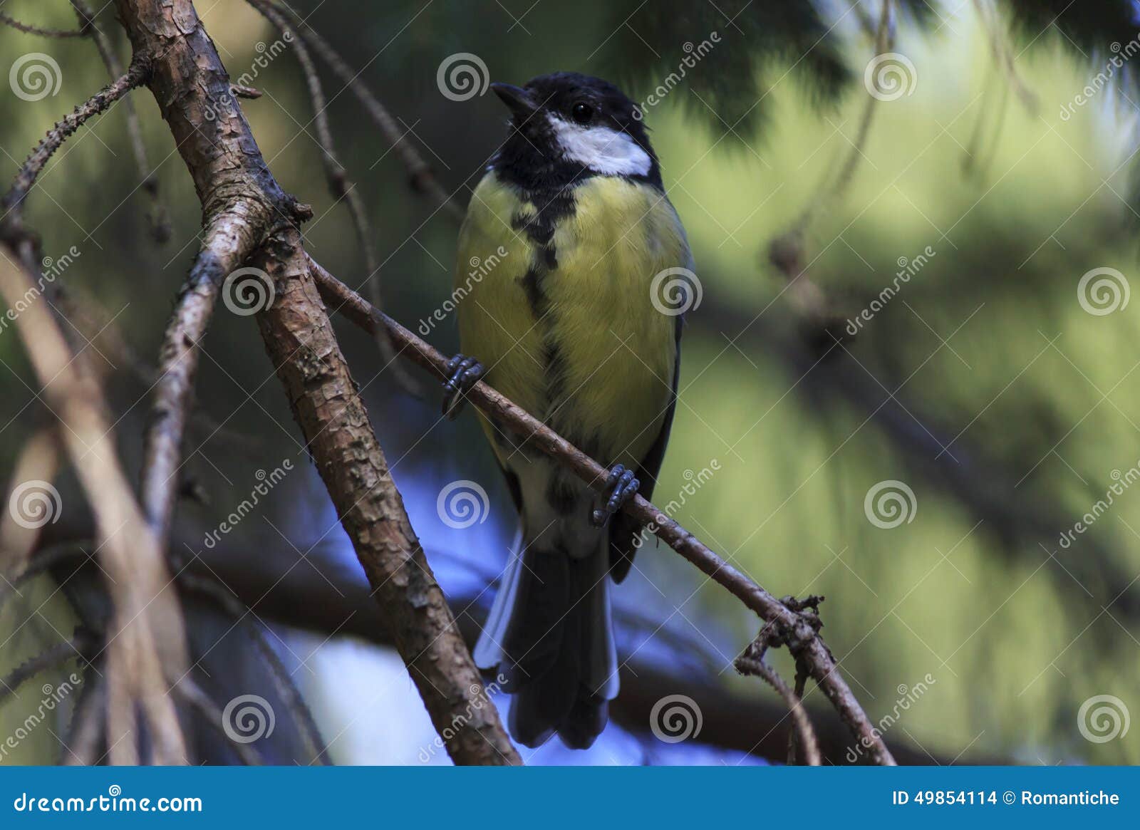 Tomtit 库存照片. 图片 包括有 北美山雀, 本质, 杉木, 敌意, 森林, 关闭, 双翼飞机, 动物区系 - 49854114