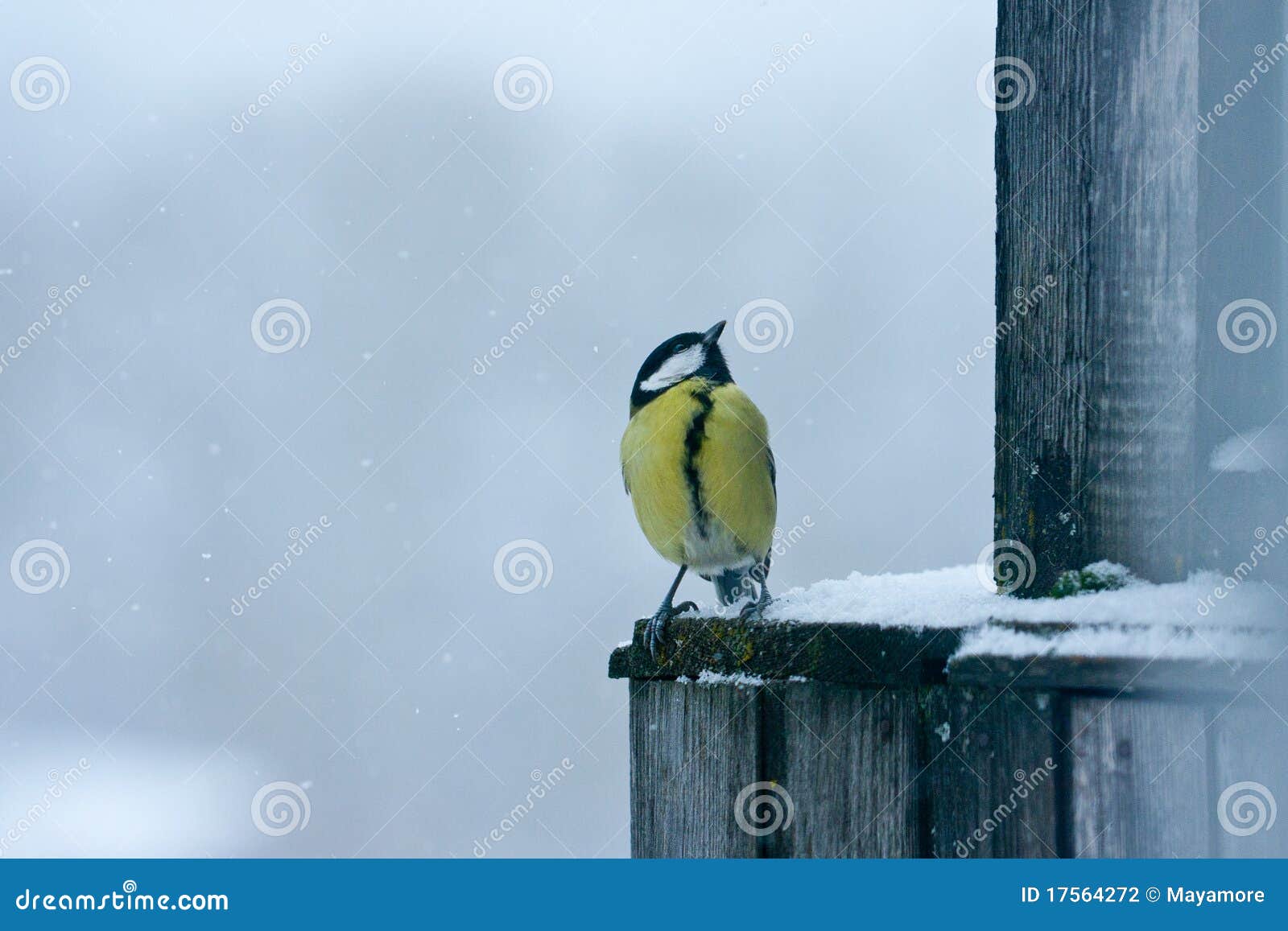 Tomtit bird stock photo. Image of singer, beak, nature - 17564272