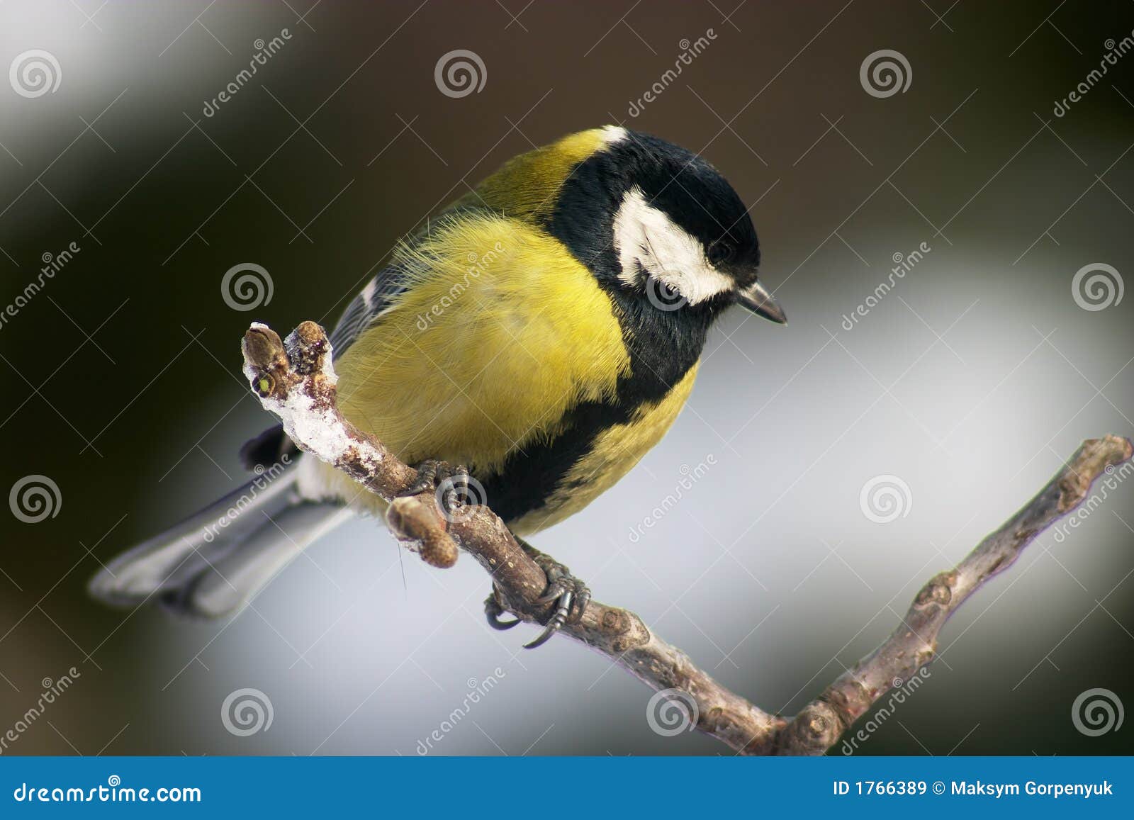 Tomtit bird stock image. Image of bird, cold, titmouse - 1766389