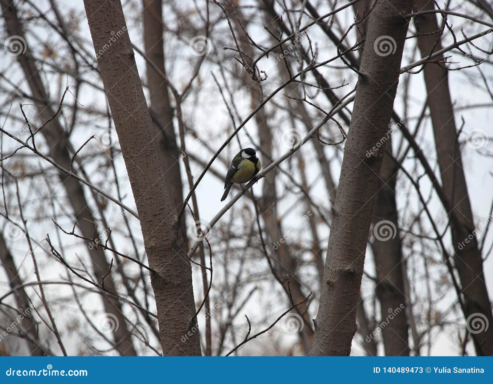 Tomtit Bird Sits on the Branch of the Tree Stock Image - Image of green ...