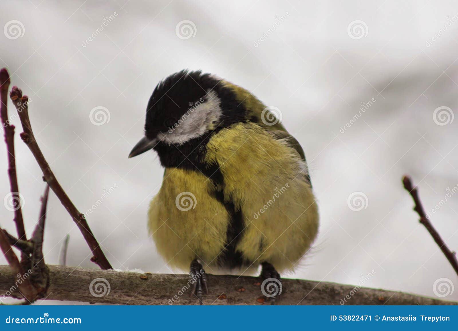 Tomtit stock image. Image of sitting, titmouse, tree - 53822471