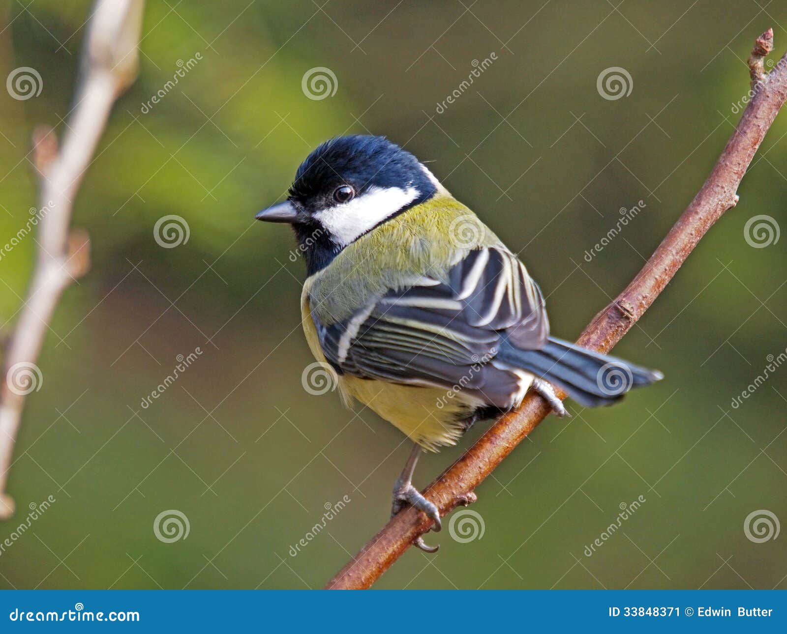 Tomtit stock image. Image of yellow, blue, natural, small - 33848371
