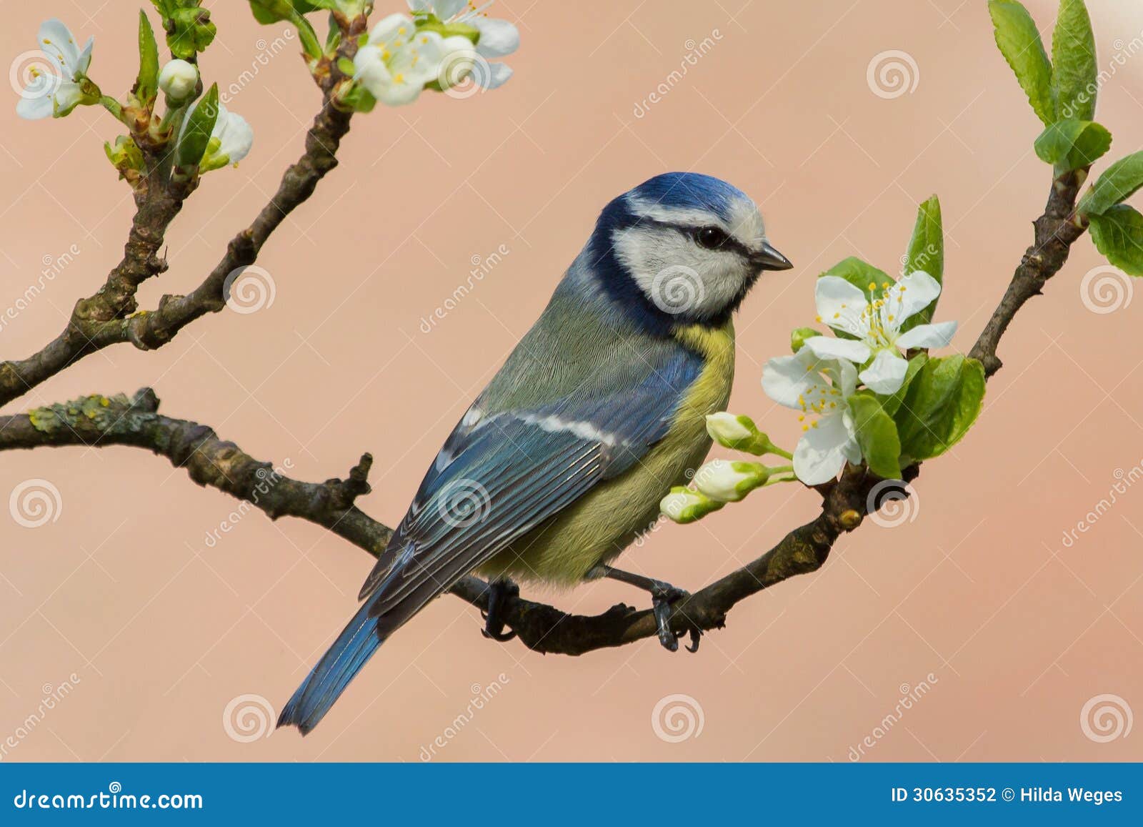 Tomtit stock photo. Image of profile, european, beautiful - 30635352