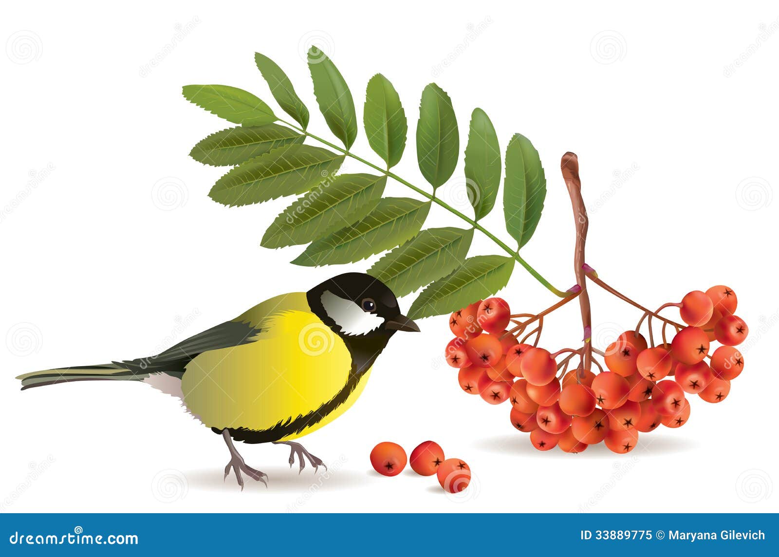 Tomtit Cartoons, Illustrations & Vector Stock Images - 1241 Pictures to ...