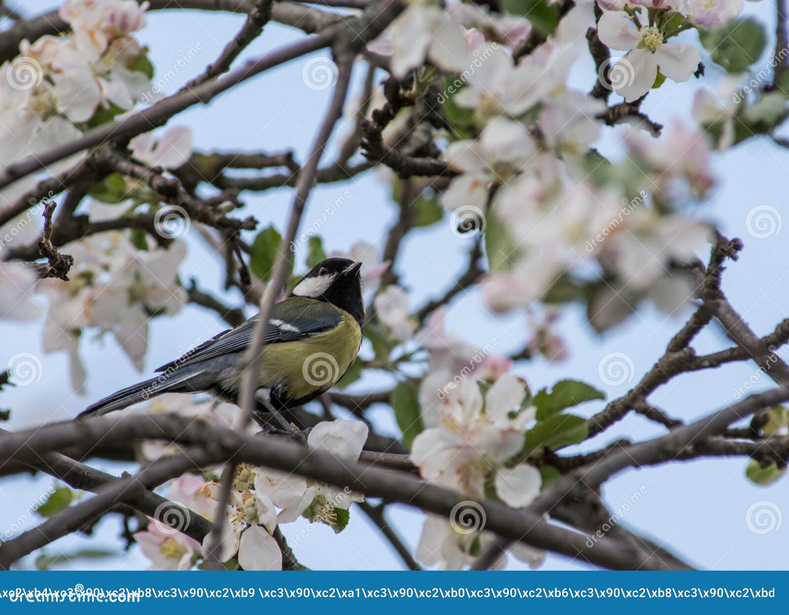 Tomtit stock image. Image of life, titmouse, springtime - 51057729
