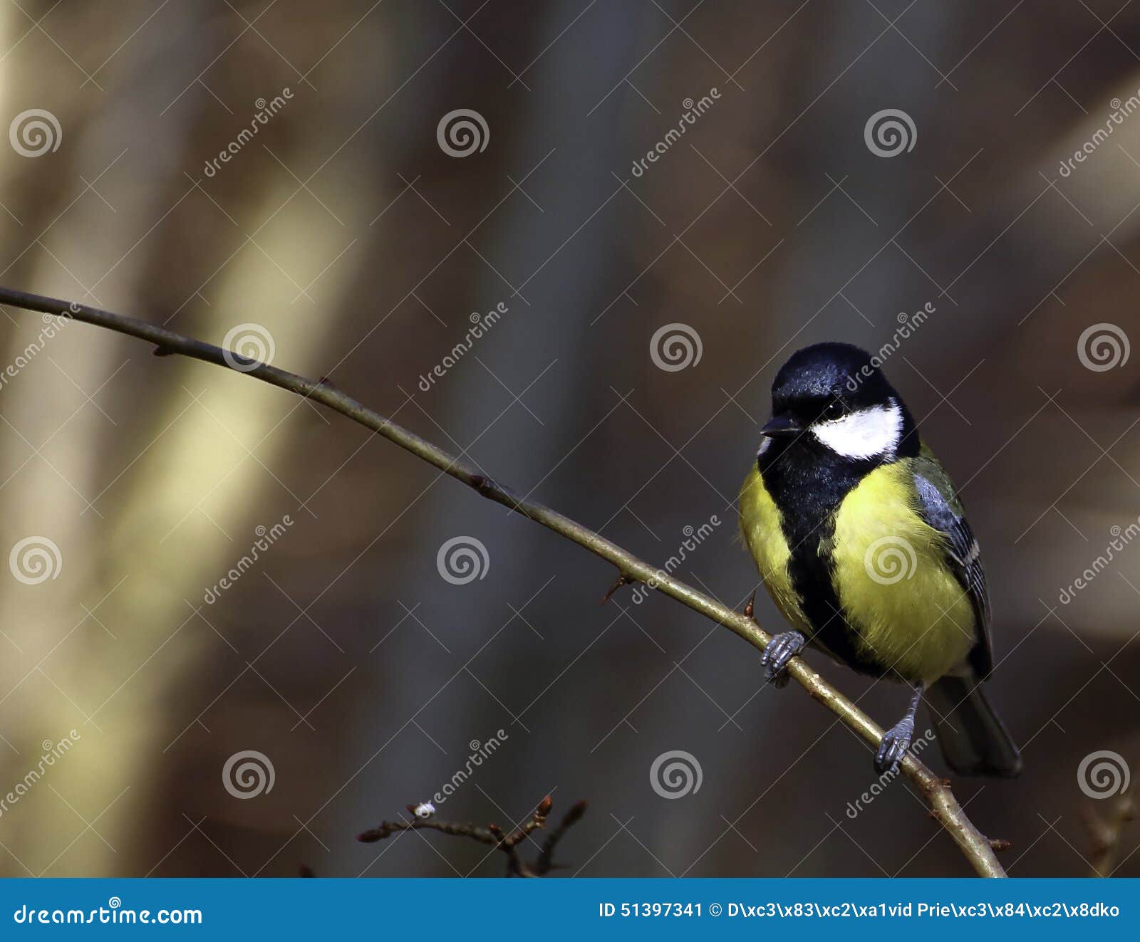 Tomtit stock image. Image of looking, forest, bird, wildlife - 51397341