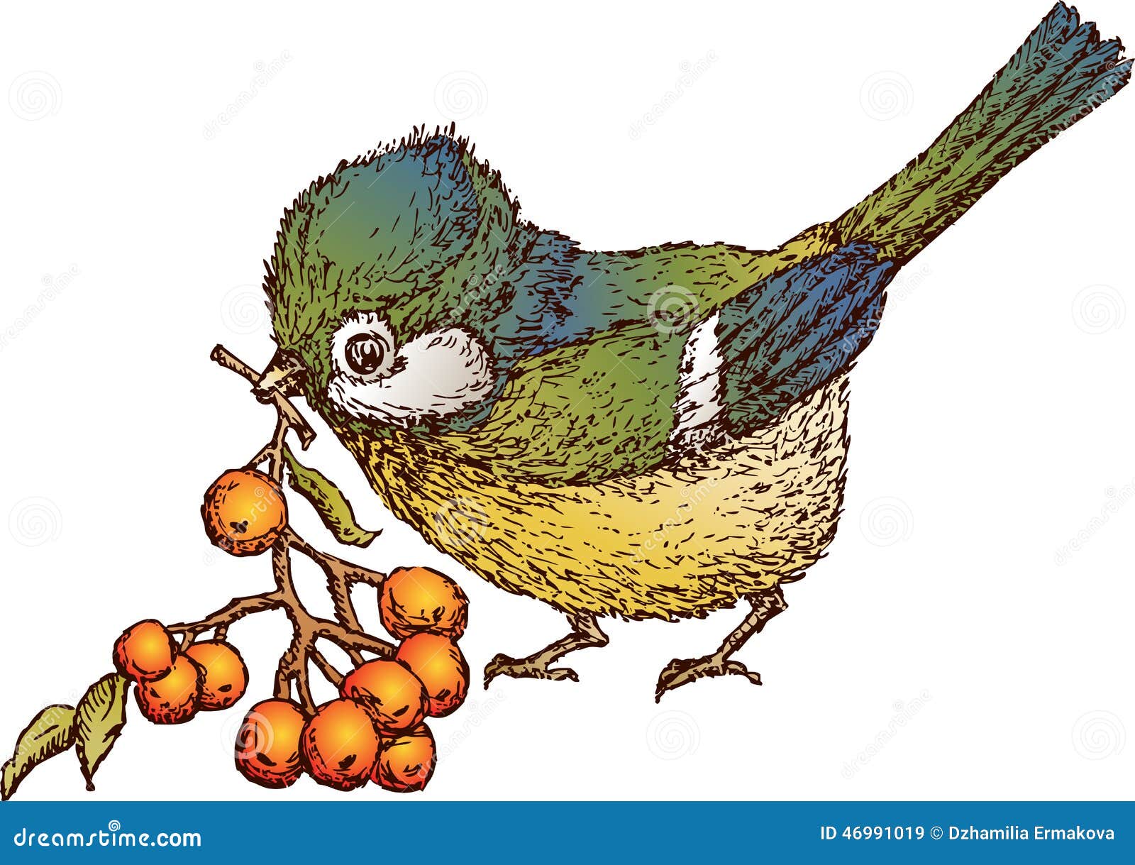 Tomtit stock vector. Illustration of berries, white, sketch - 46991019