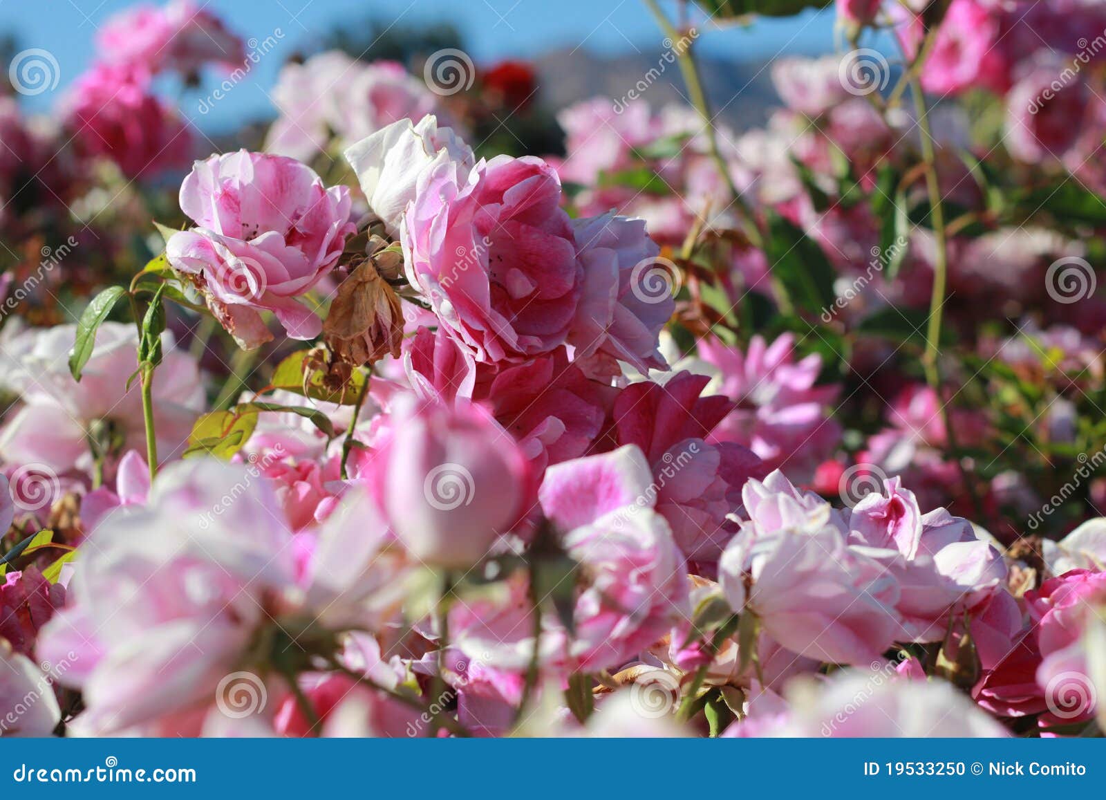 Ton Of Pink Roses Picture. Image: 19533250