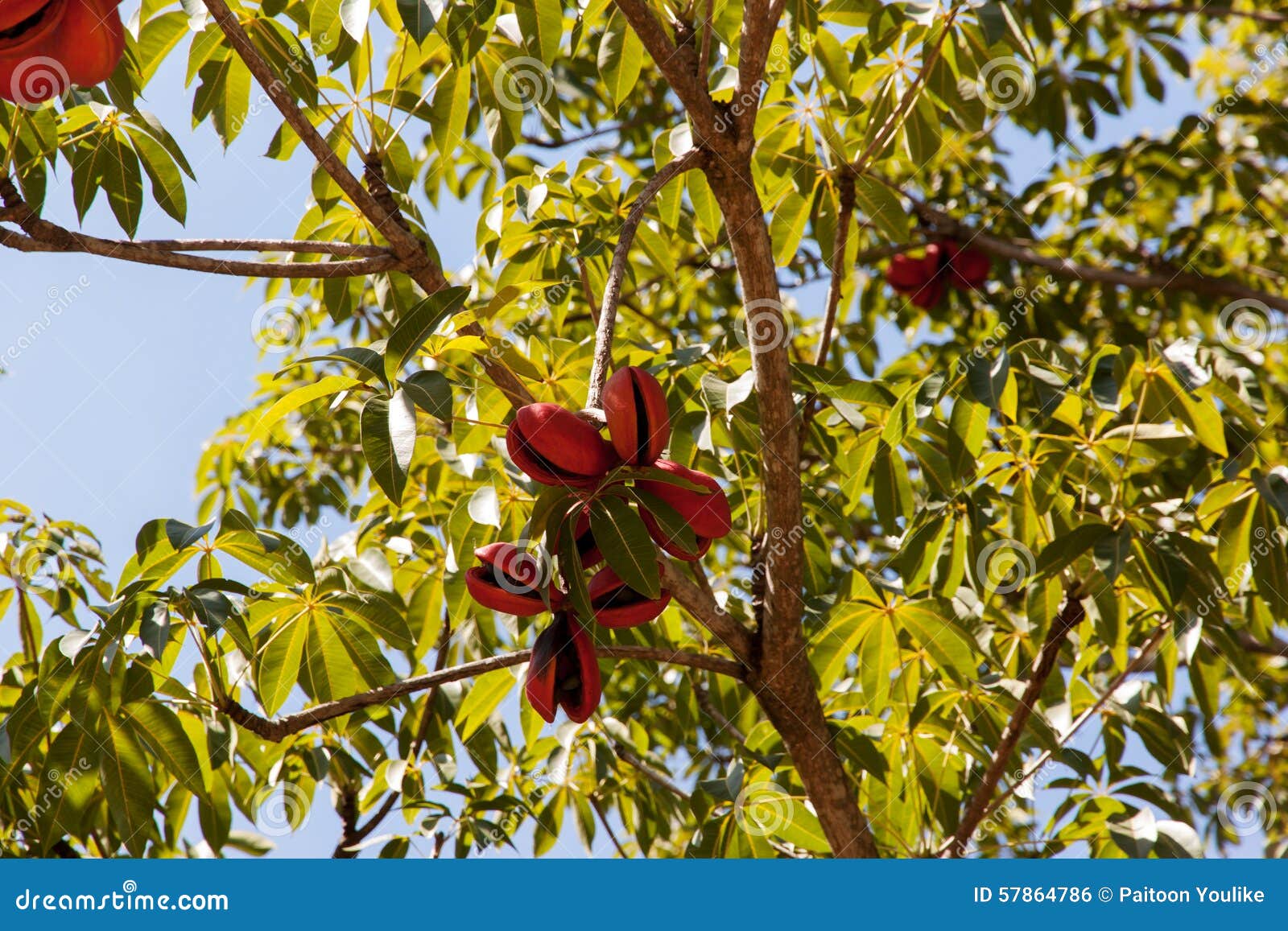 113 Poom Stock Photos - Free & Royalty-Free Stock Photos from Dreamstime