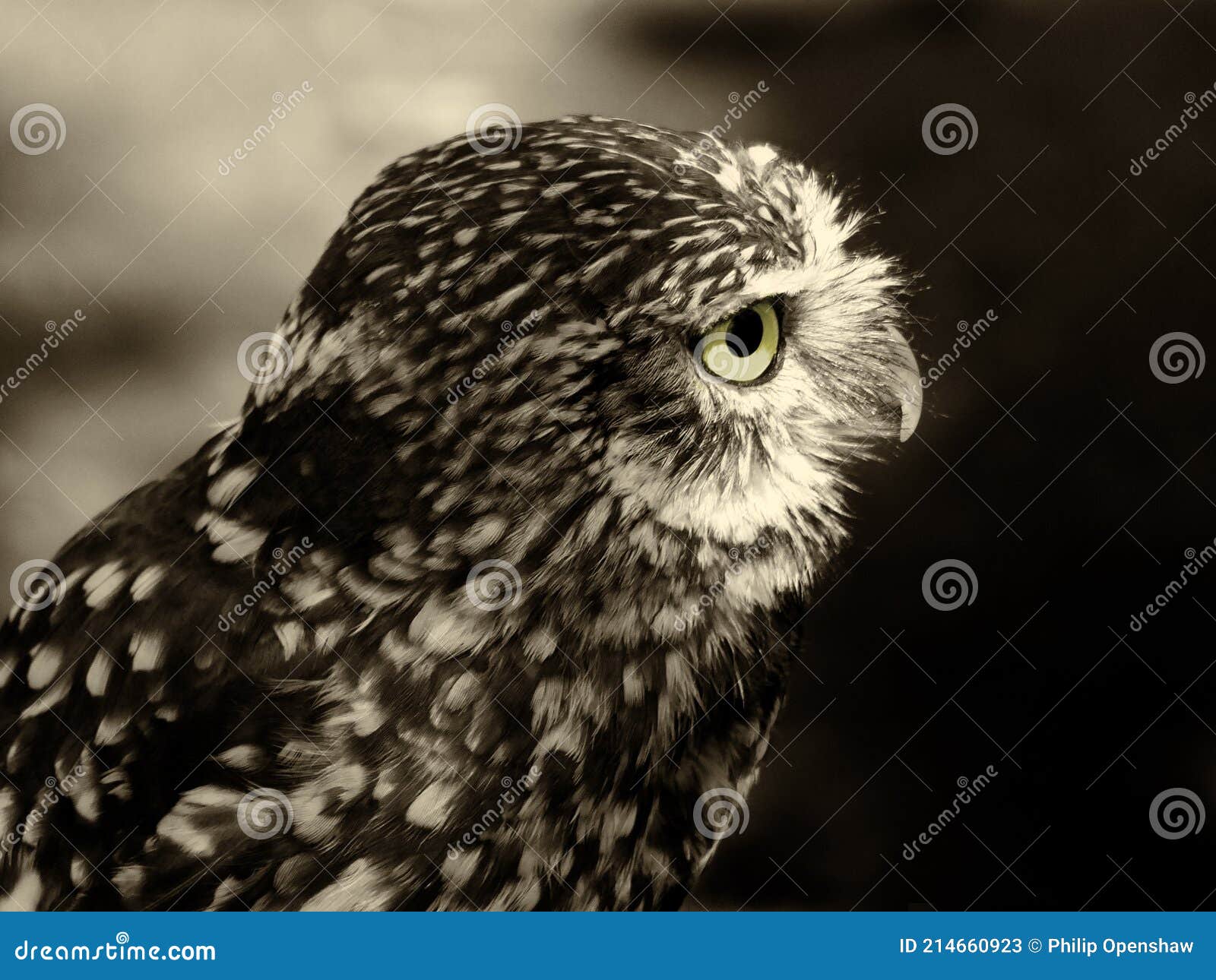 Toned Image of a Little Owl Face in Close Up on a Black Background ...