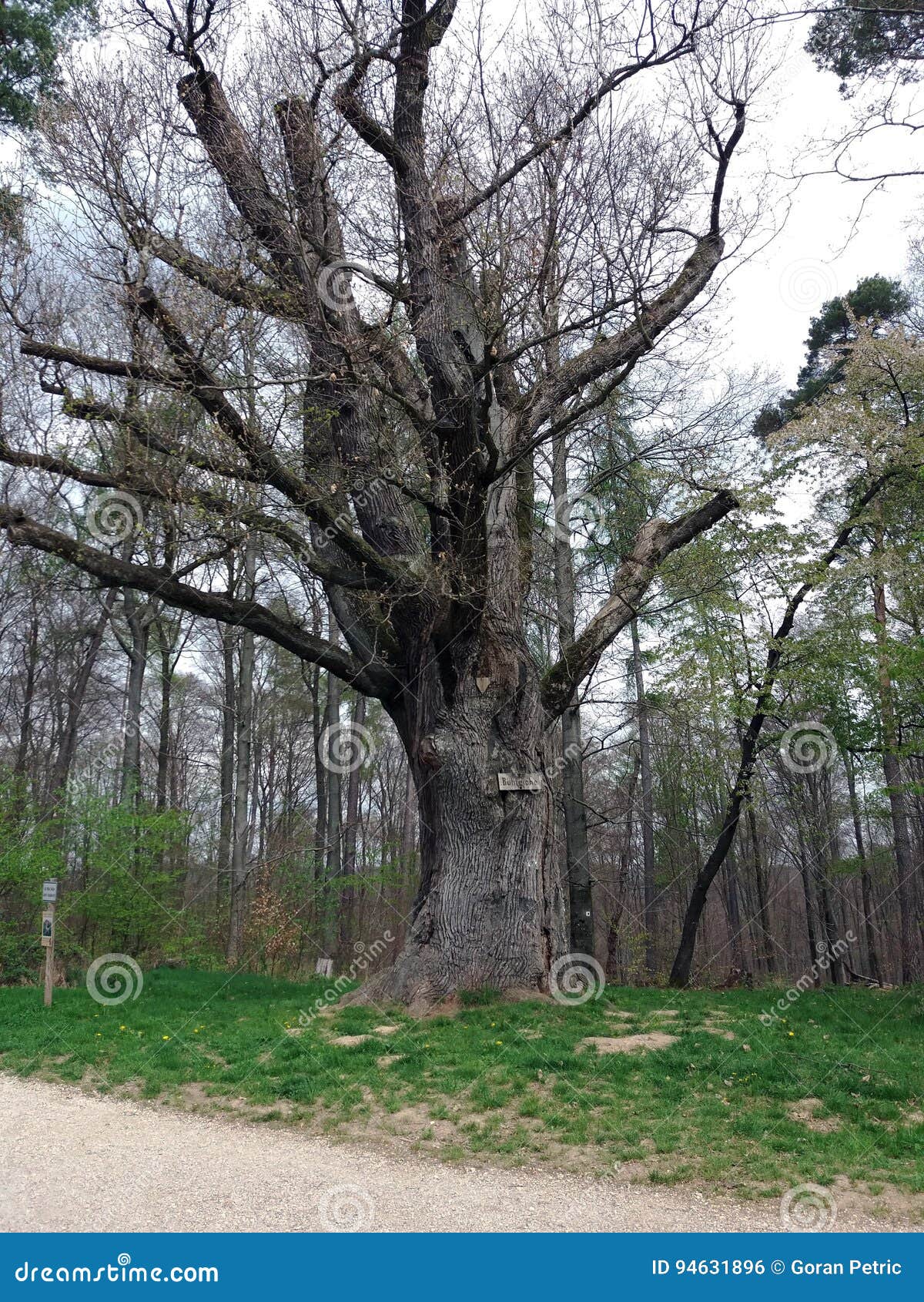 Toned Image of 500 Year Old Oak Tree in Deutschland Stock Photo - Image ...
