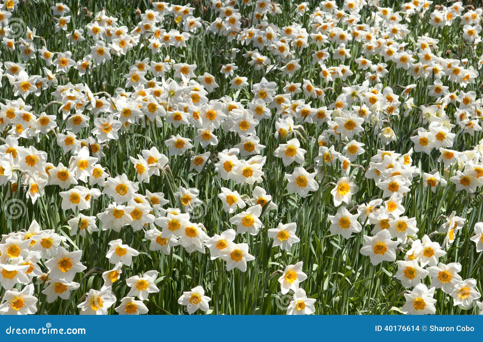 A Field Of Daffodils Stock Photography | CartoonDealer.com #206976260