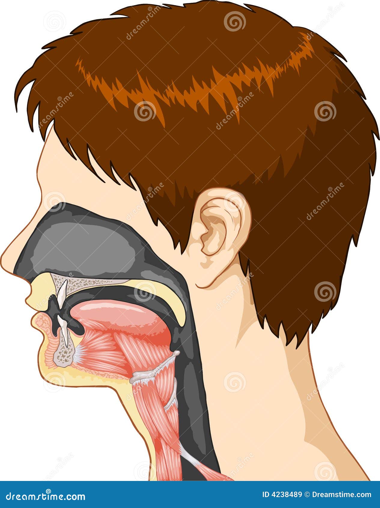 Tong vector illustratie. Illustration of spier, kruis - 4238489