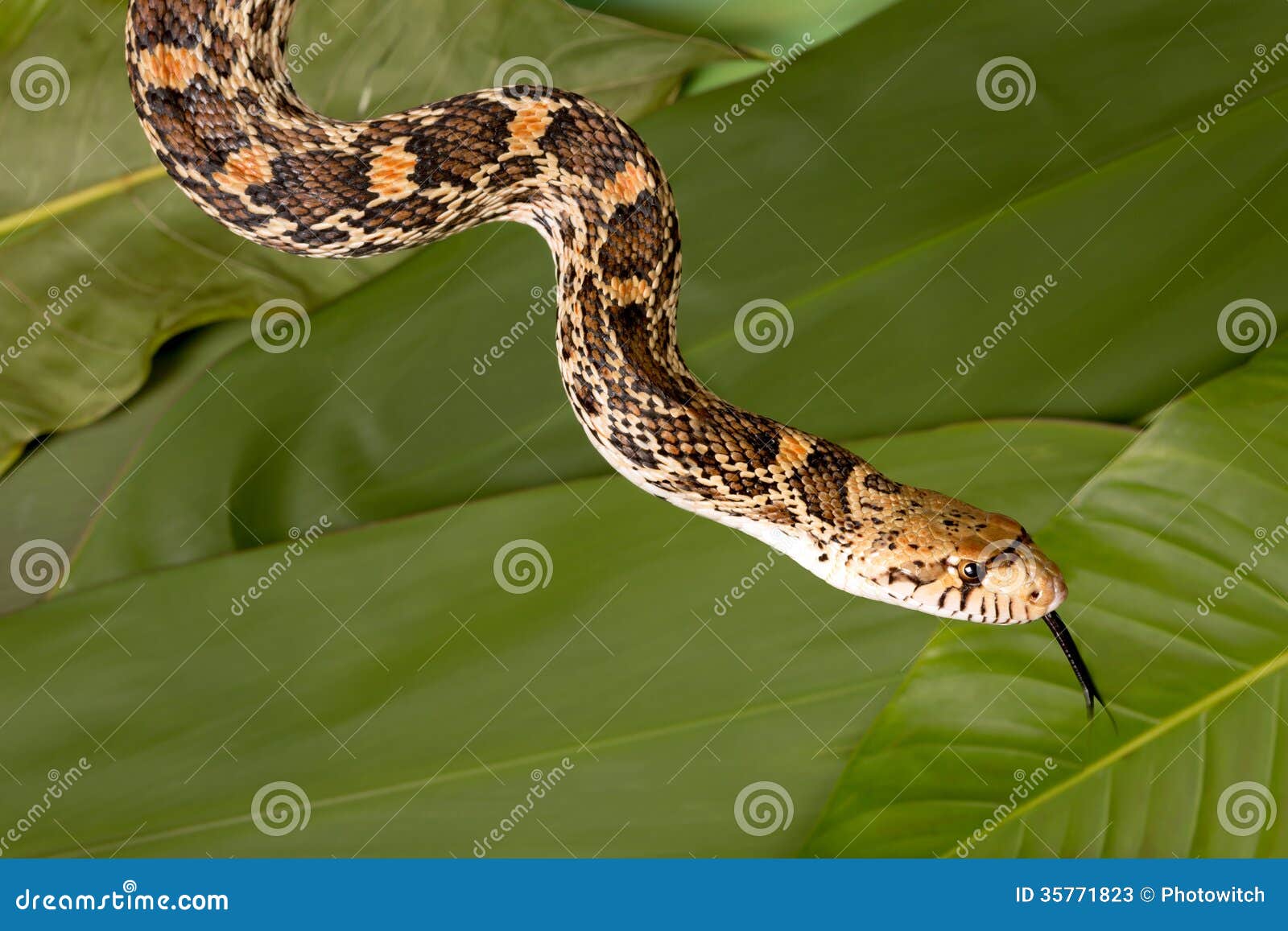 Tong van slang stock afbeelding. Image of groot, naughty - 35771823