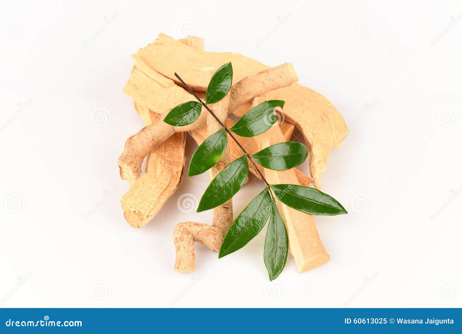 Tongkat Ali (Eurycoma Longifolia Jack) Stock Image - Image of thailand ...