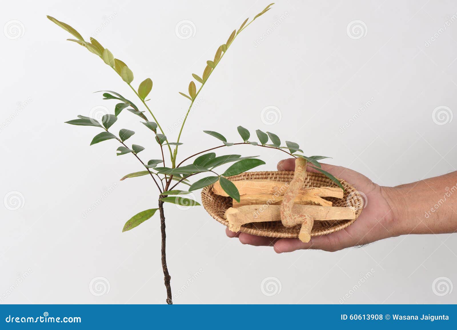 Tongkat Ali (Eurycoma Longifolia Jack) Stock Photo - Image of ...