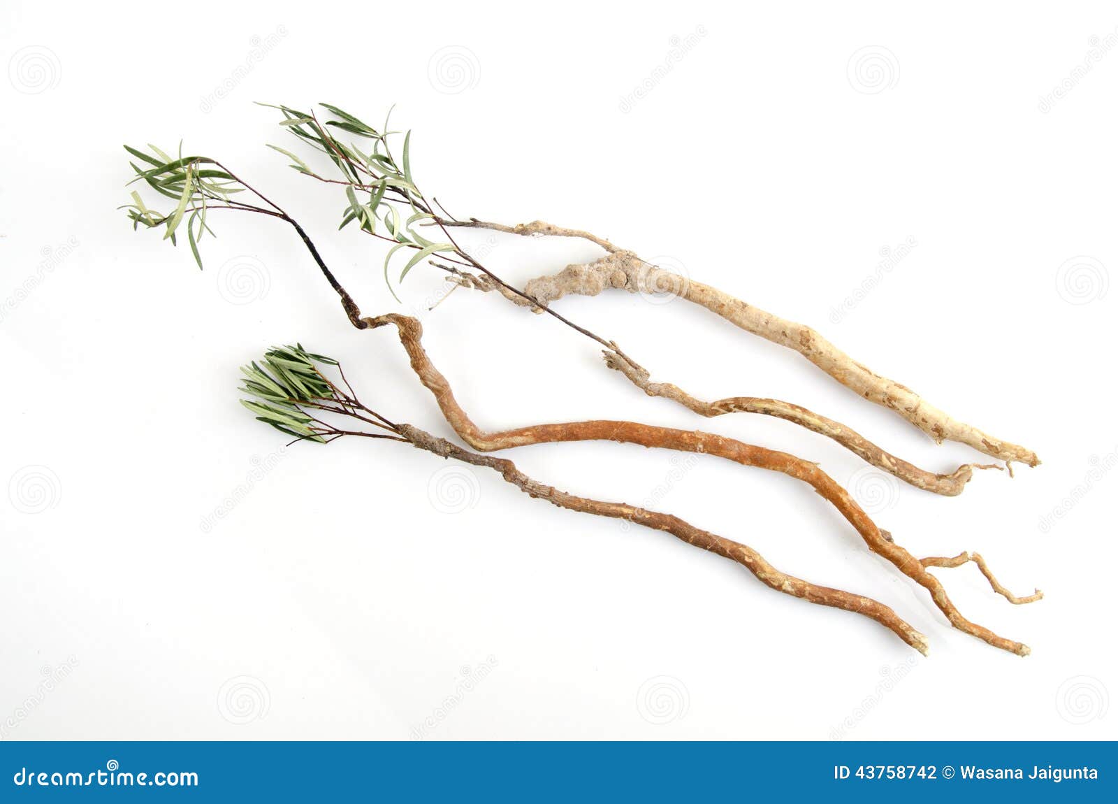 Tongkat Ali (Eurycoma Longifolia Jack) Stock Photo - Image of sacred ...