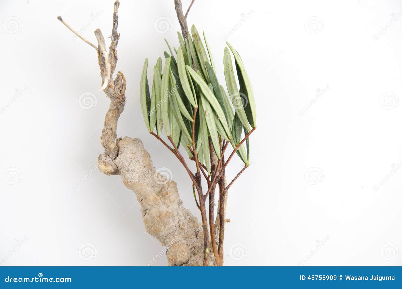Tongkat Ali (Eurycoma Longifolia Jack) Stock Image - Image of ailments ...