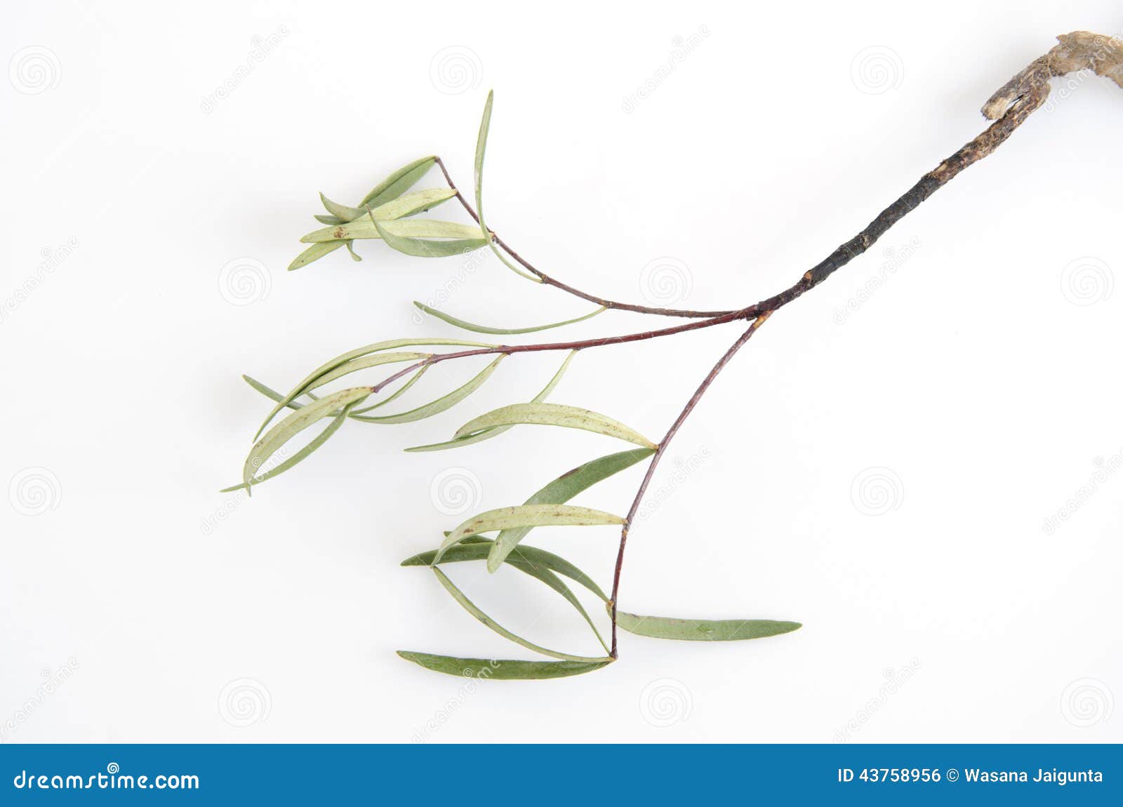 Tongkat Ali (Eurycoma Longifolia Jack) Stock Photo - Image of increase ...