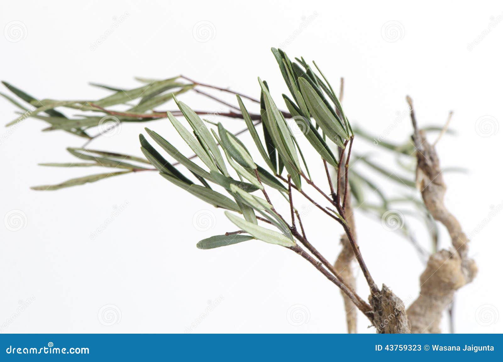 Tongkat Ali (Eurycoma Longifolia Jack) Stock Image - Image of ailments ...