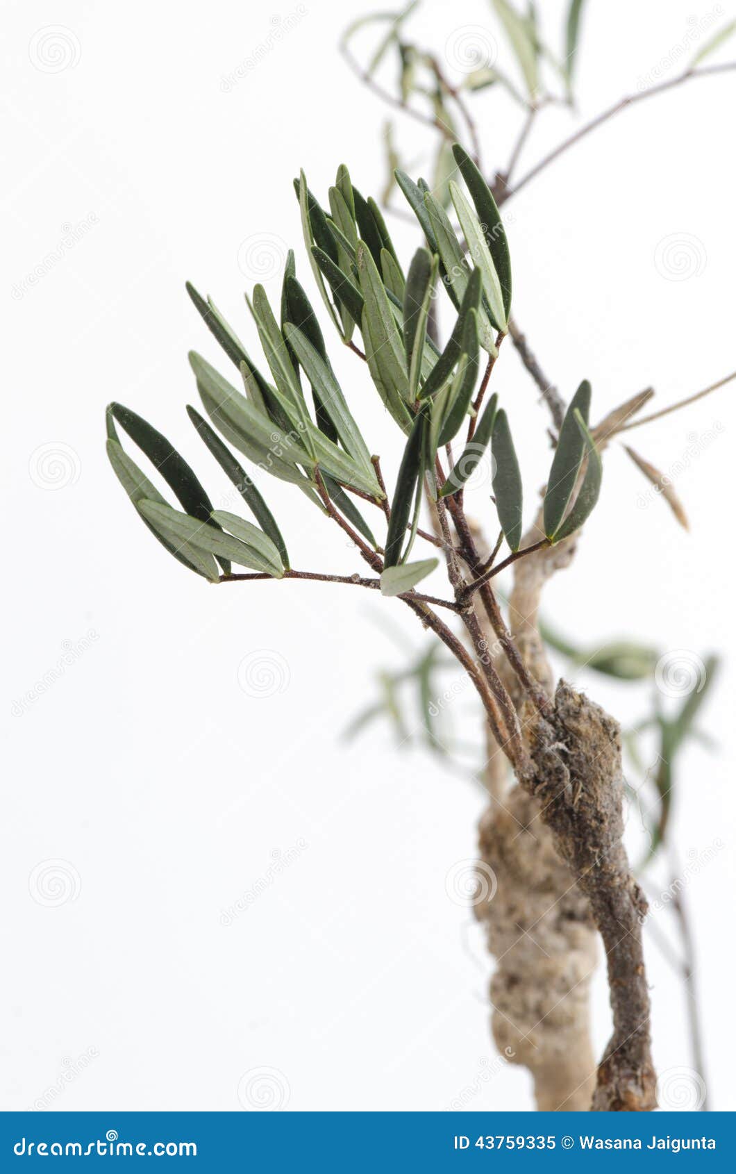 Tongkat Ali (Eurycoma Longifolia Jack) Stock Image - Image of ...